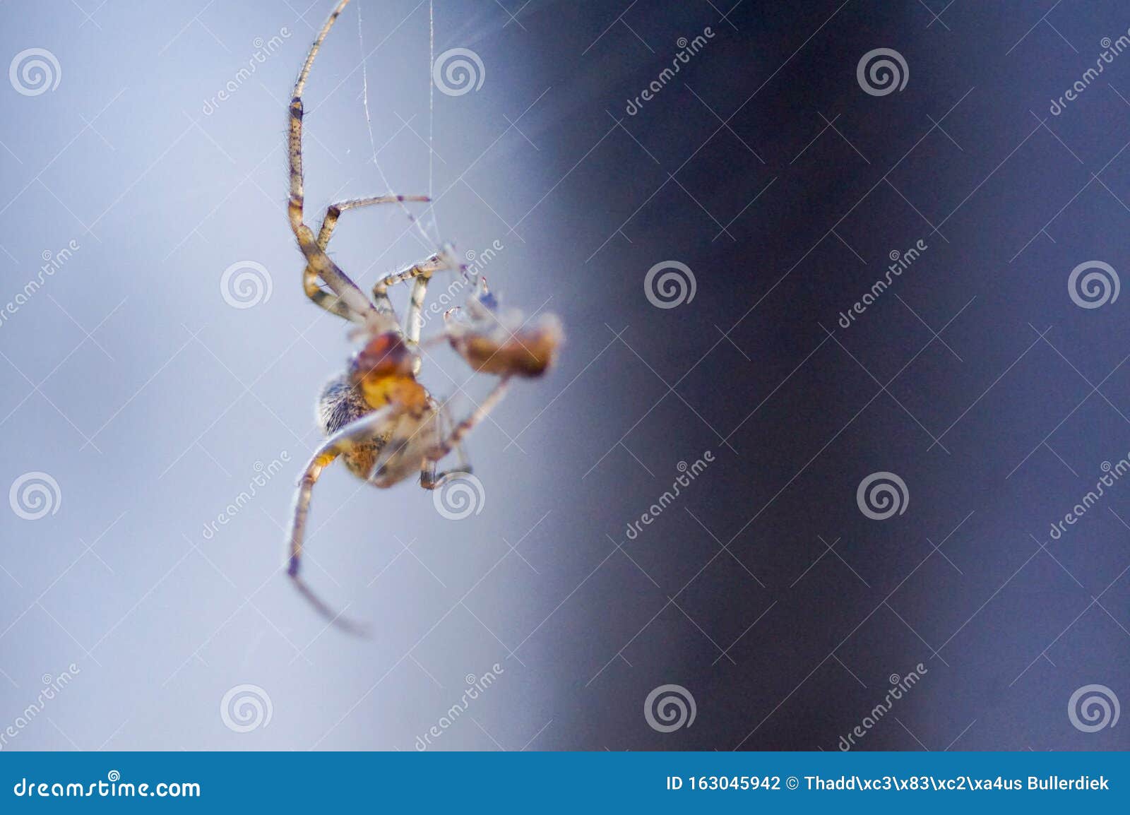 Spider working in web stock photo. Image of insects - 163045942