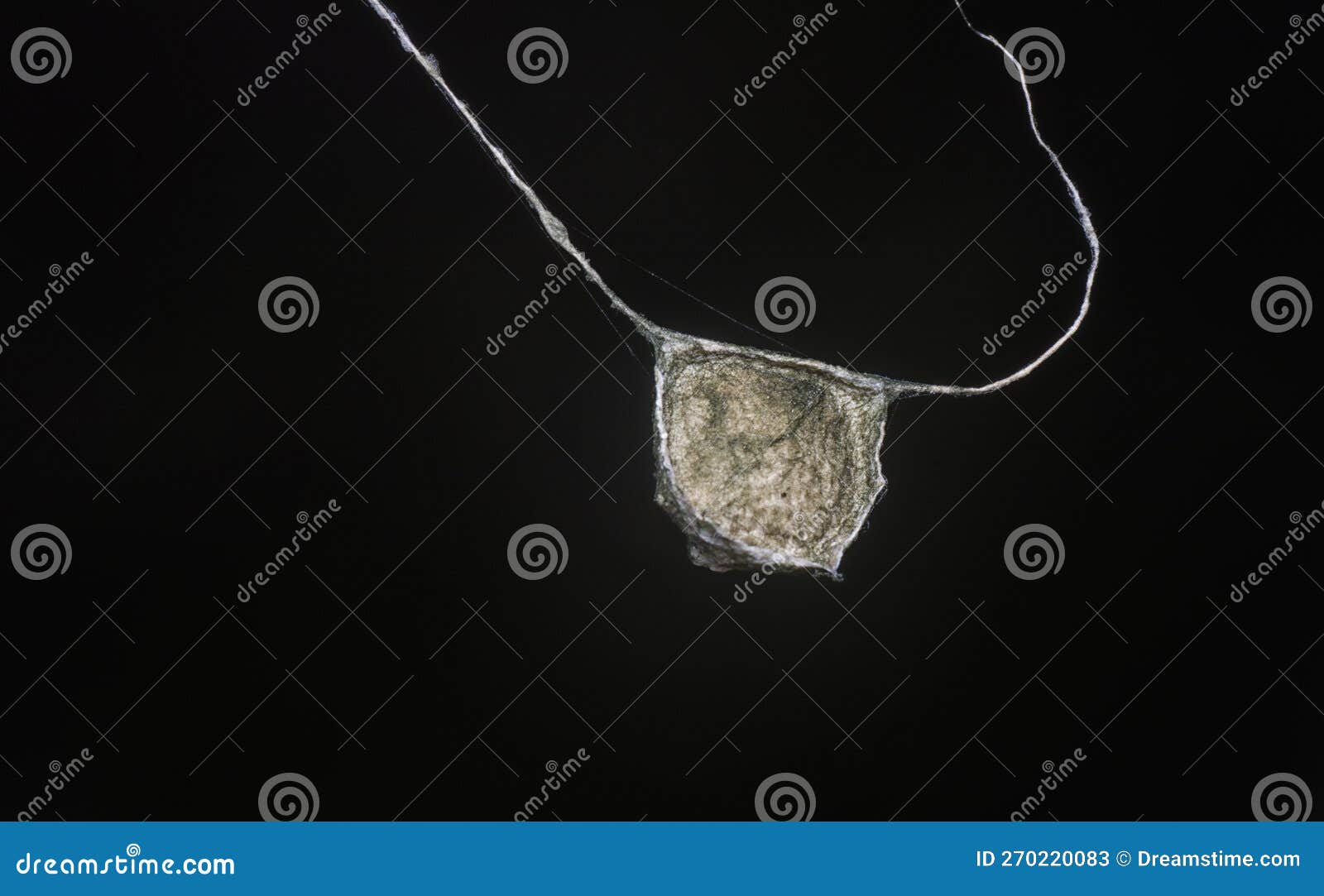 Spider Woven Sac Hanging on the Cobweb Stock Image - Image of larvae ...