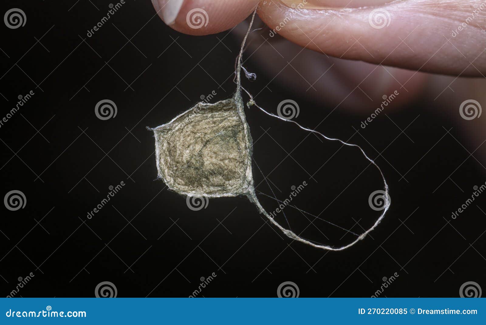 Spider Woven Sac Hanging on the Cobweb Stock Image - Image of incubate ...