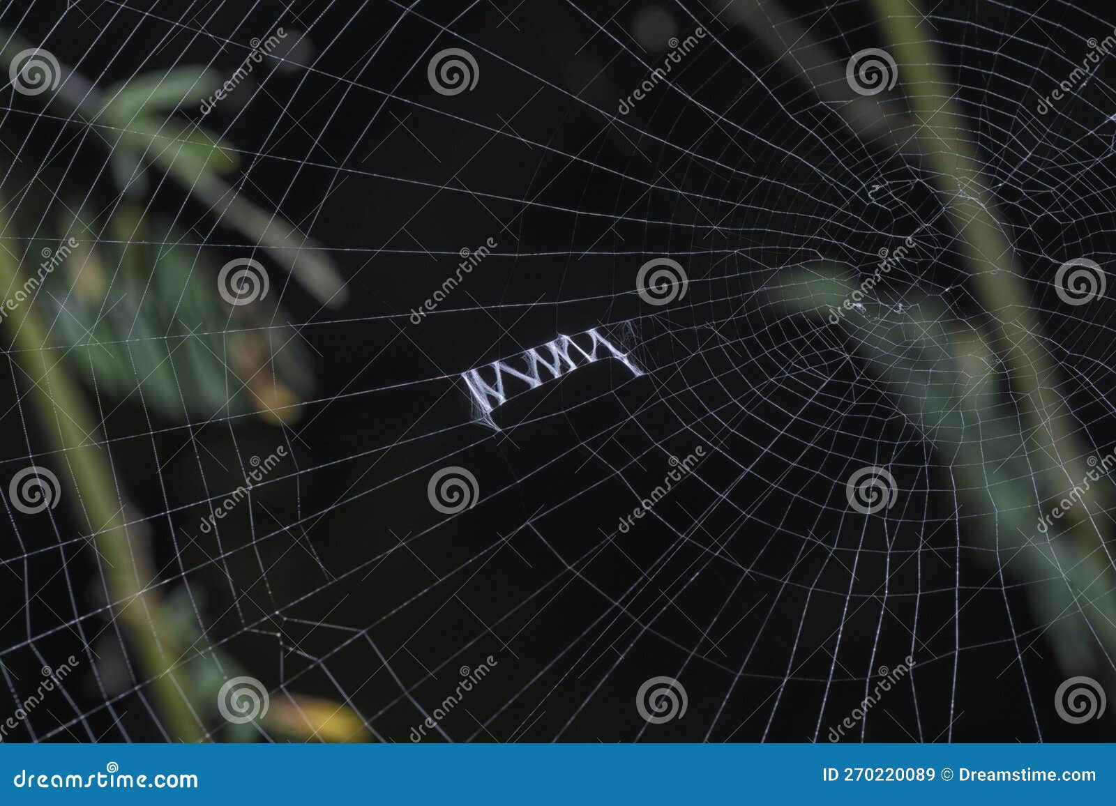 Spider Woven Sac Hanging on the Cobweb Stock Image - Image of incubate ...