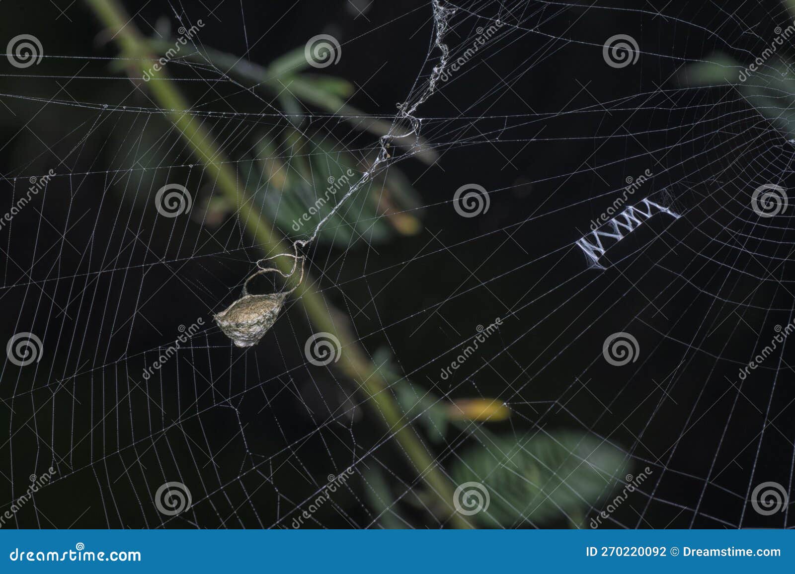 Spider Woven Sac Hanging on the Cobweb Stock Photo - Image of laglaizei ...