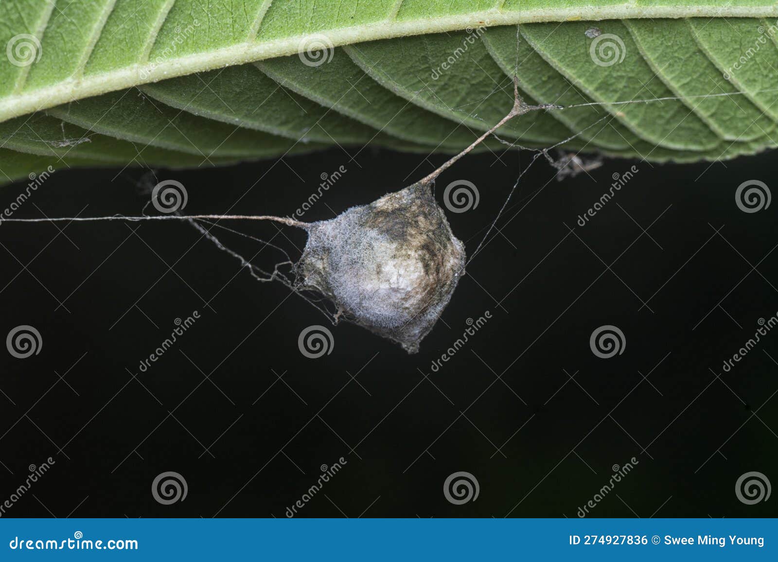 Spider Woven Sac Hanging on the Leaves Stock Photo - Image of outdoor ...