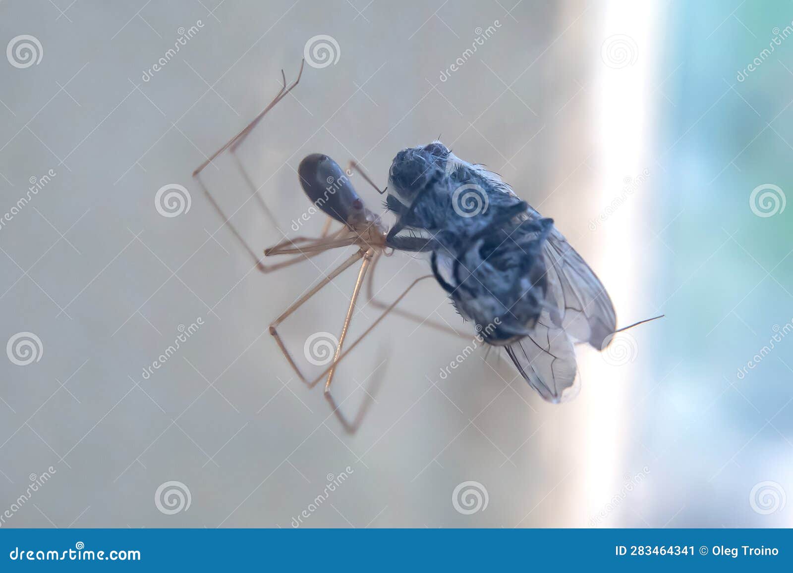 Spider Wrapped Its Web Around a Caught Fly Stock Image - Image of cobweb, danger: 283464341