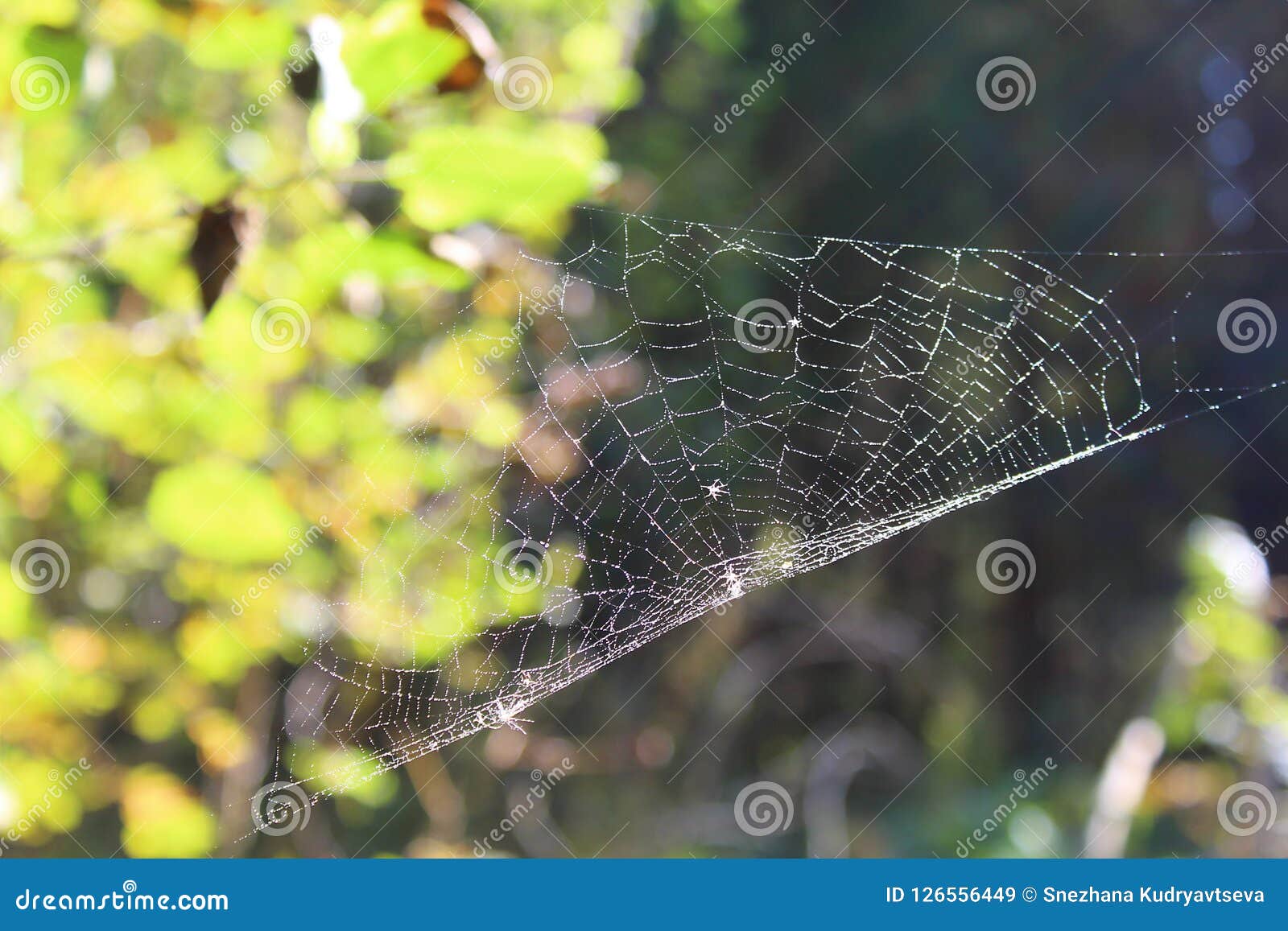 Spider Wrapped the Web in the Woods in Autumn Stock Image - Image of ...