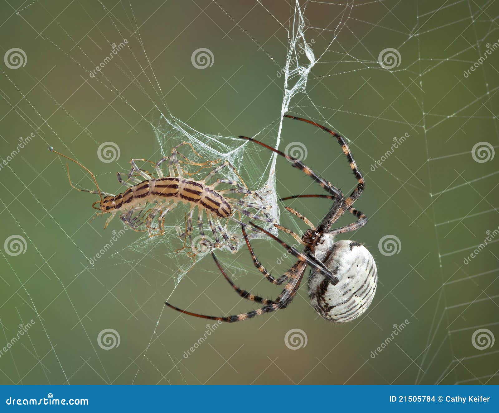 Spider Wrapping Centipede in Web Stock Photo - Image of argiope ...