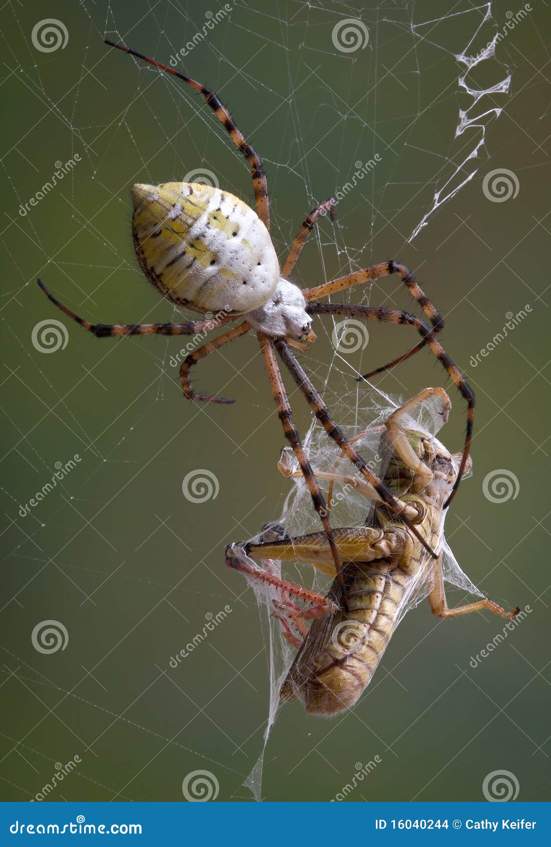 Spider after Wrapping Hopper Stock Photo - Image of wildlife, insect ...