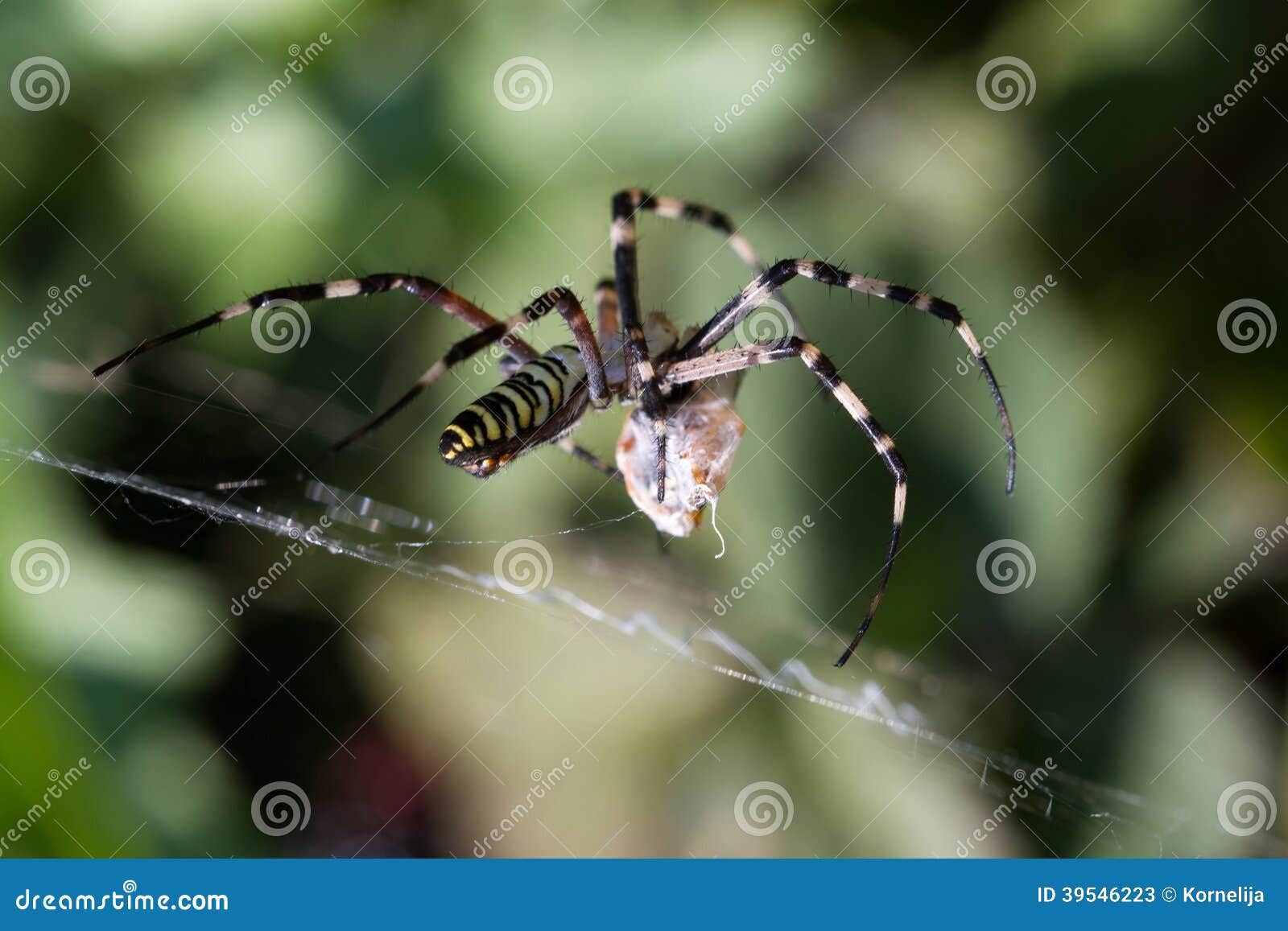 Spider wrapping hopper stock image. Image of fear, beauty - 39546223