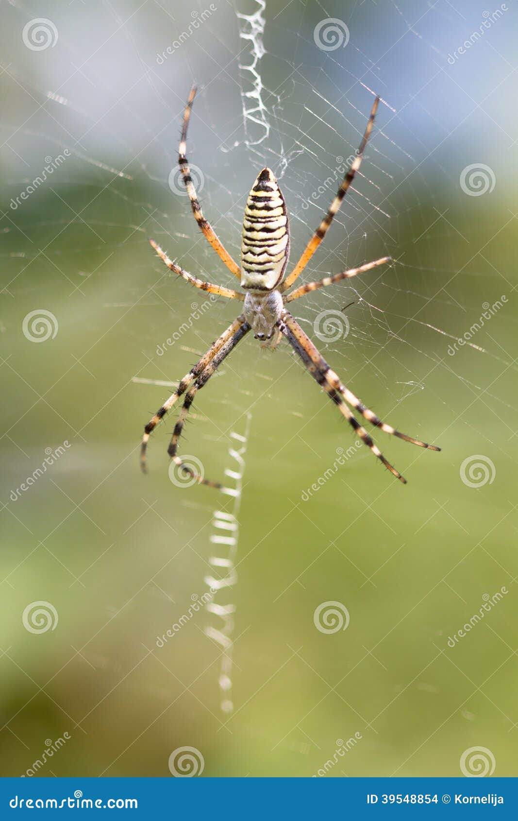 Spider wrapping hopper stock photo. Image of people, drop - 39548854