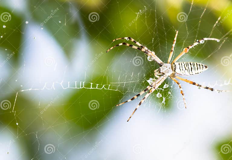 Spider wrapping hopper stock image. Image of catching - 39548865