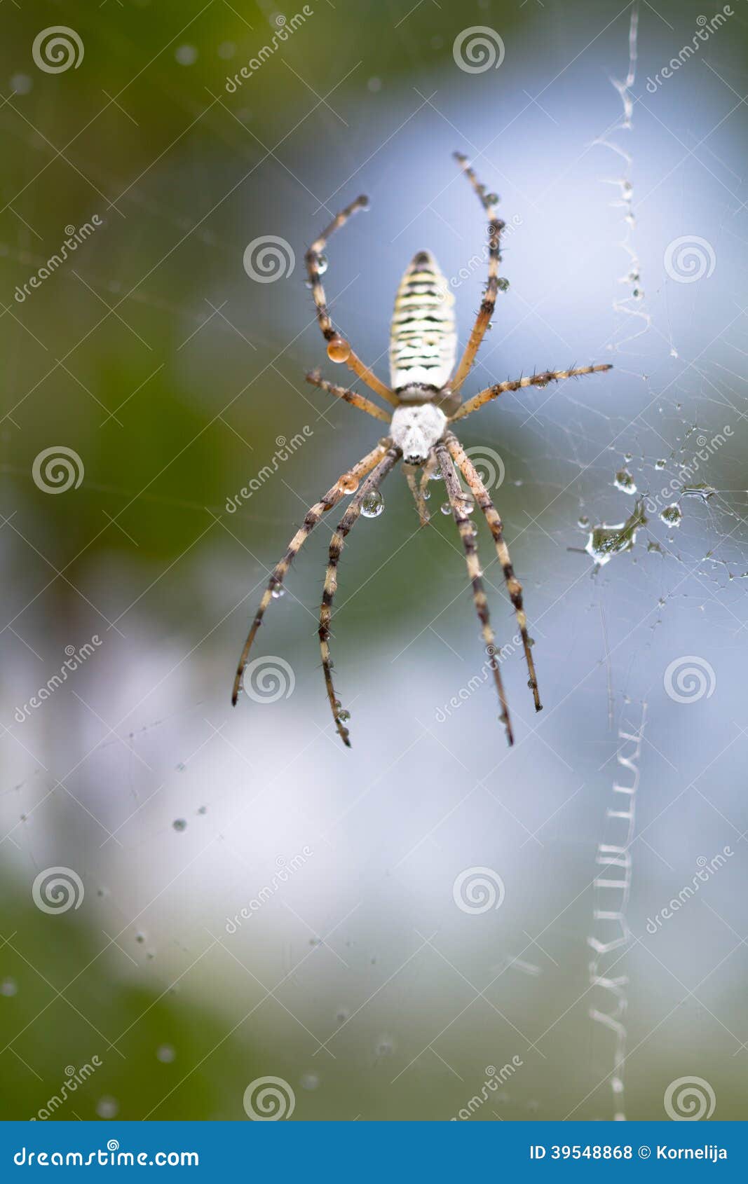Spider wrapping hopper stock photo. Image of people, grasshopper - 39548868