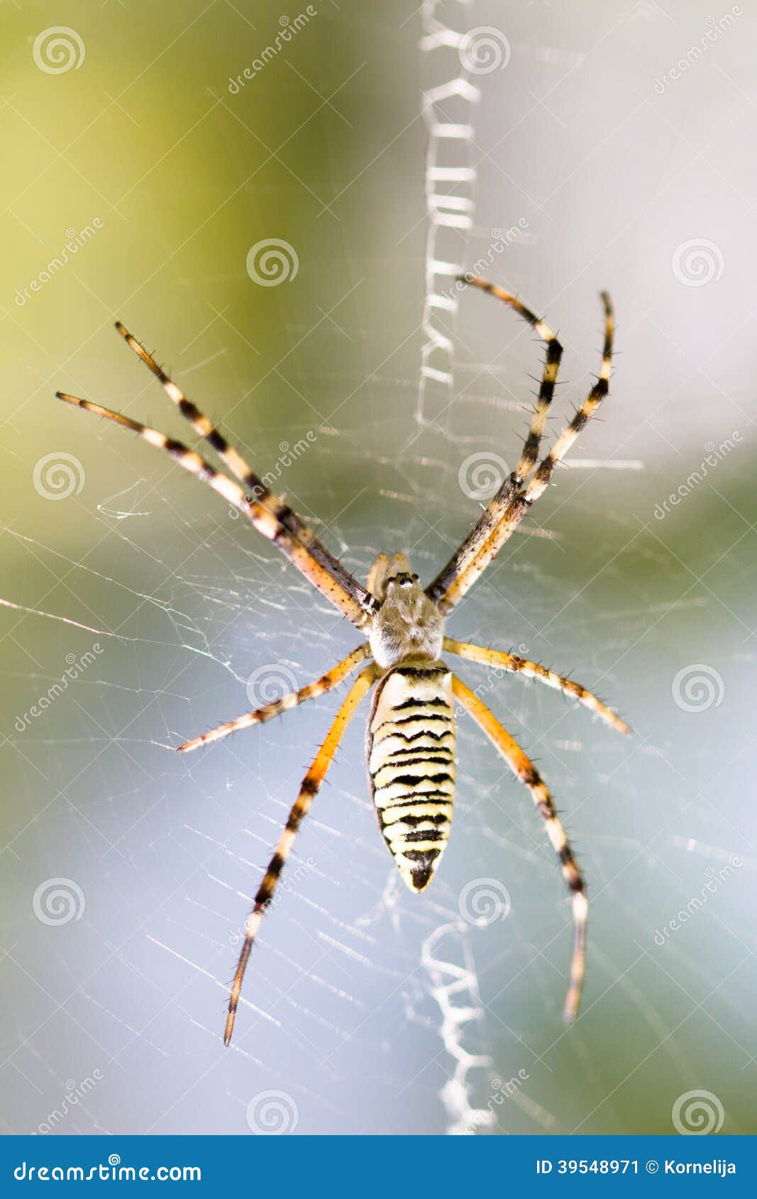 283 Hopper Spider Stock Photos - Free & Royalty-Free Stock Photos from ...