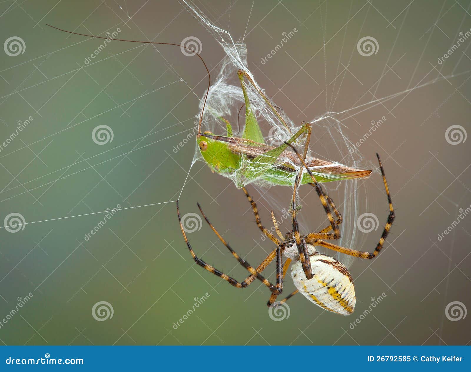 Spider Wrapping Hopper in Web Stock Image - Image of arachnid, fang ...