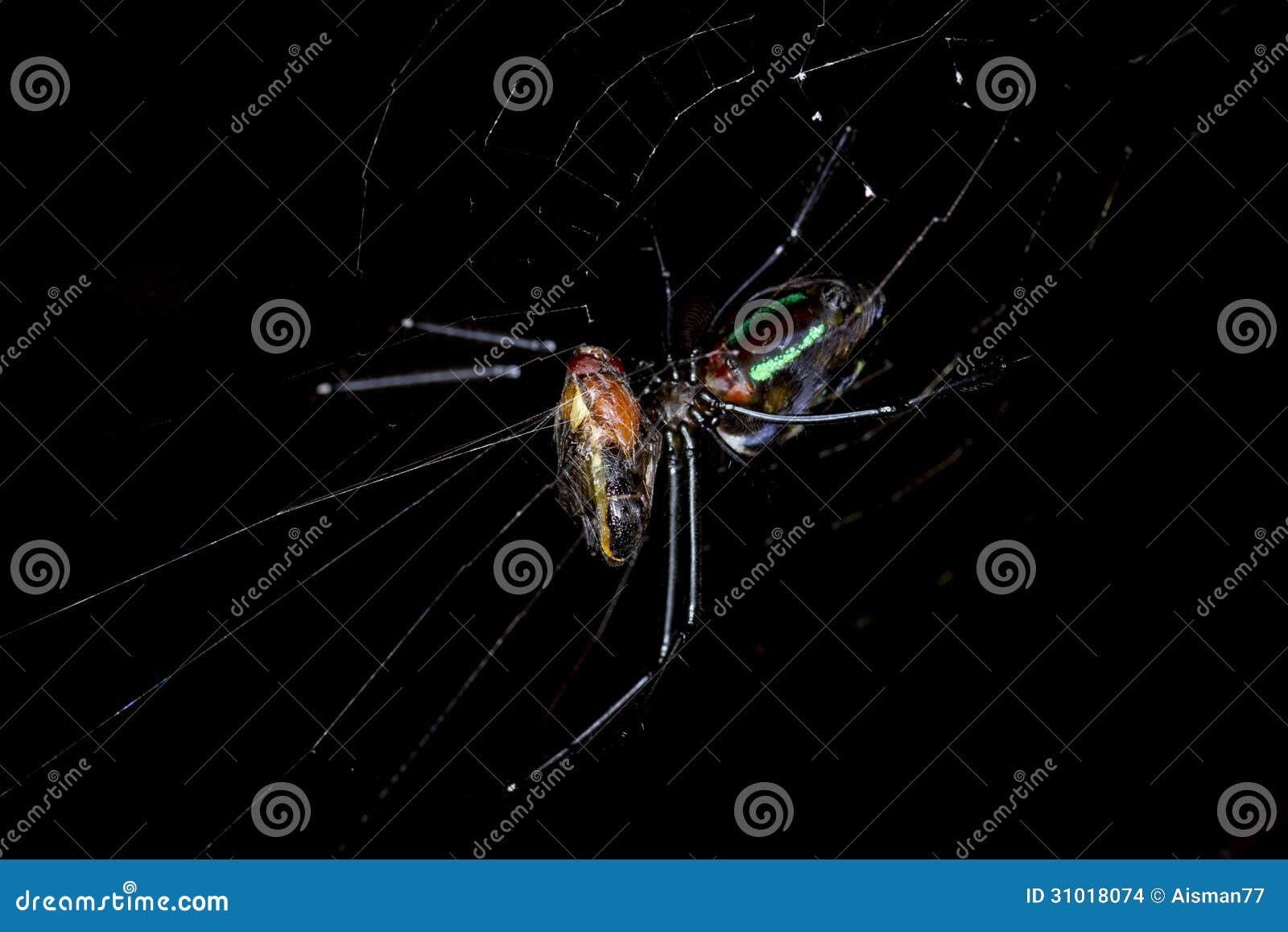 Spider wrapping its prey stock photo. Image of rainforest - 31018074