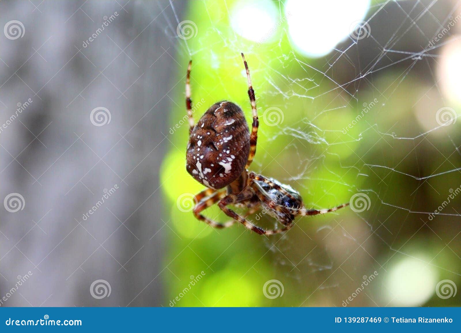 Spider on Wrapping Its Prey in Silk Stock Image - Image of arachnid ...