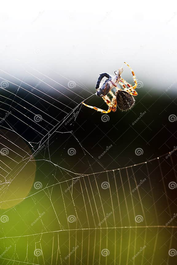 Spider wrapping its victim stock photo. Image of legs - 26527642