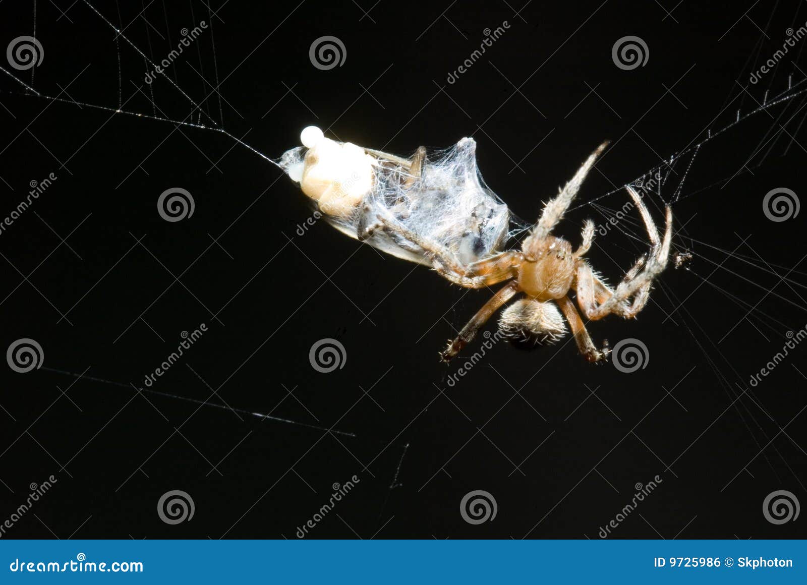Spider Wrapping Prey in a Cocoon Stock Photo - Image of pest, death ...