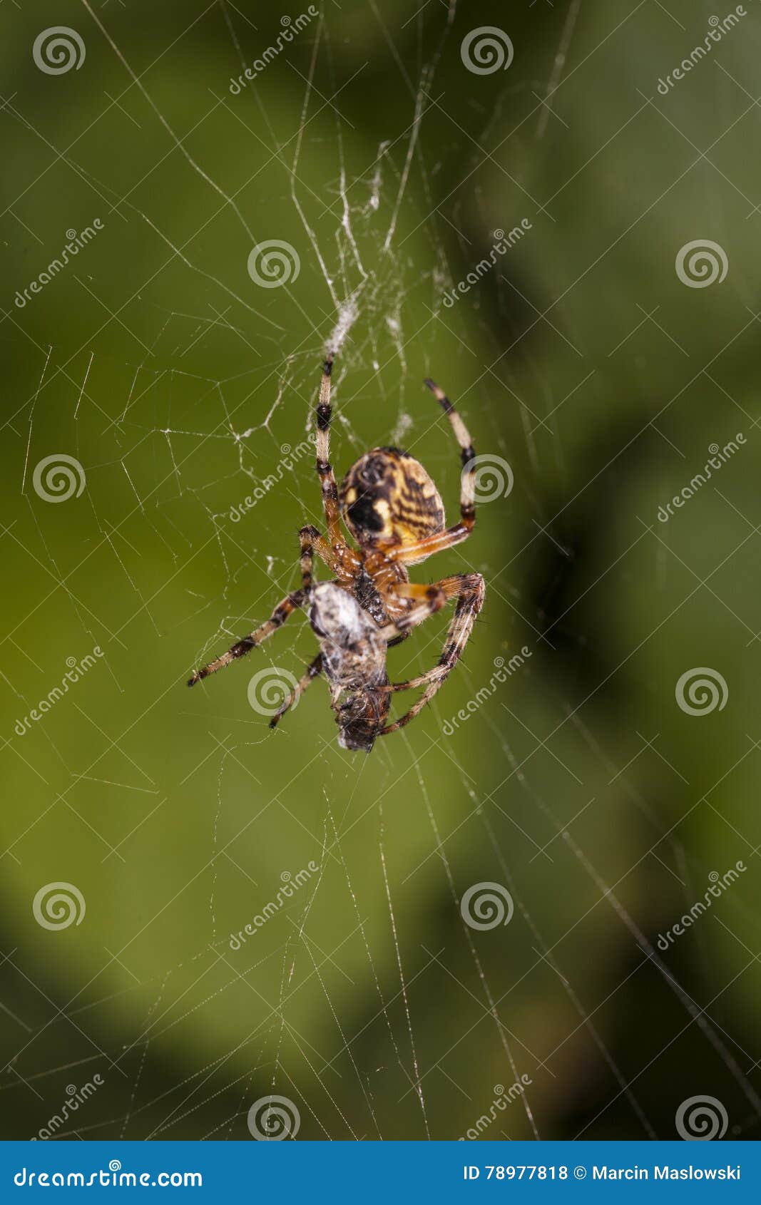 Spider Wraps Its Prey in a Web Stock Photo - Image of kill, prey: 78977818