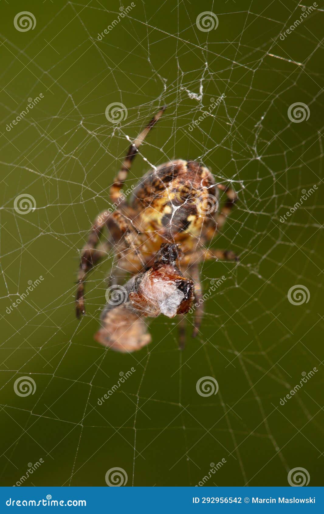 Spider Wraps Its Victim in a Web Stock Photo - Image of wraps, trap ...