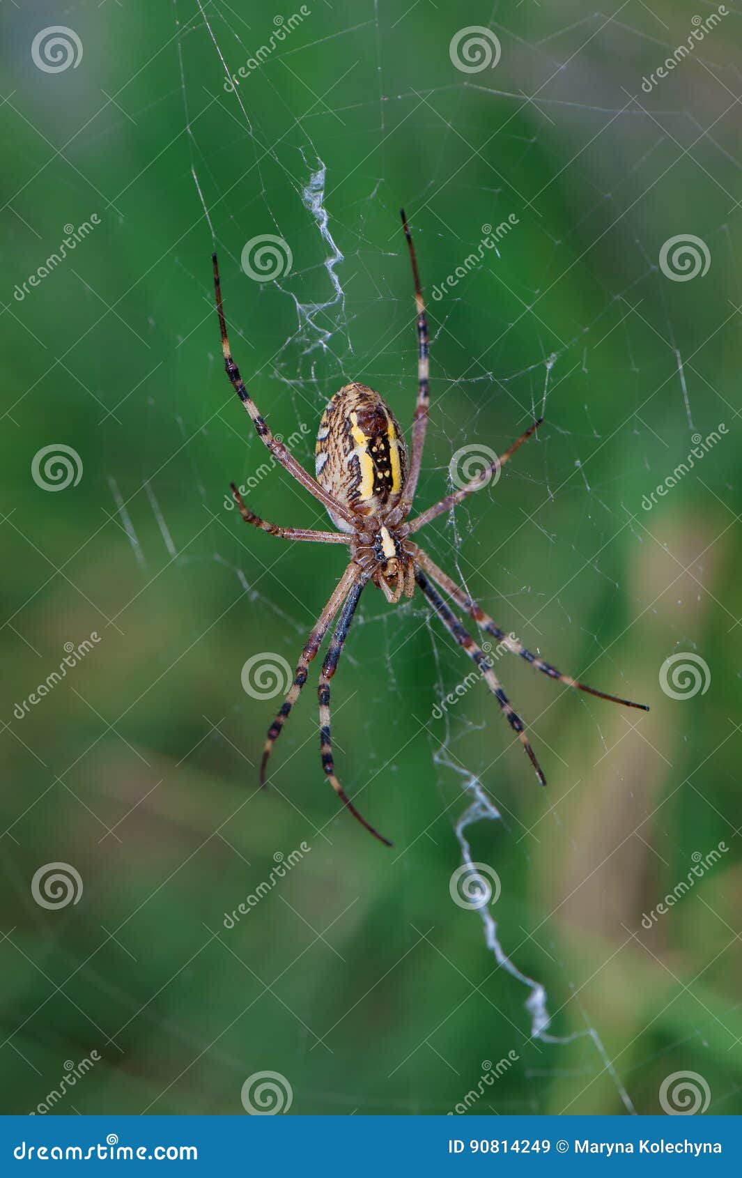 Spider with Yellow and Black Stripes. Argiope. Stock Image - Image of ...