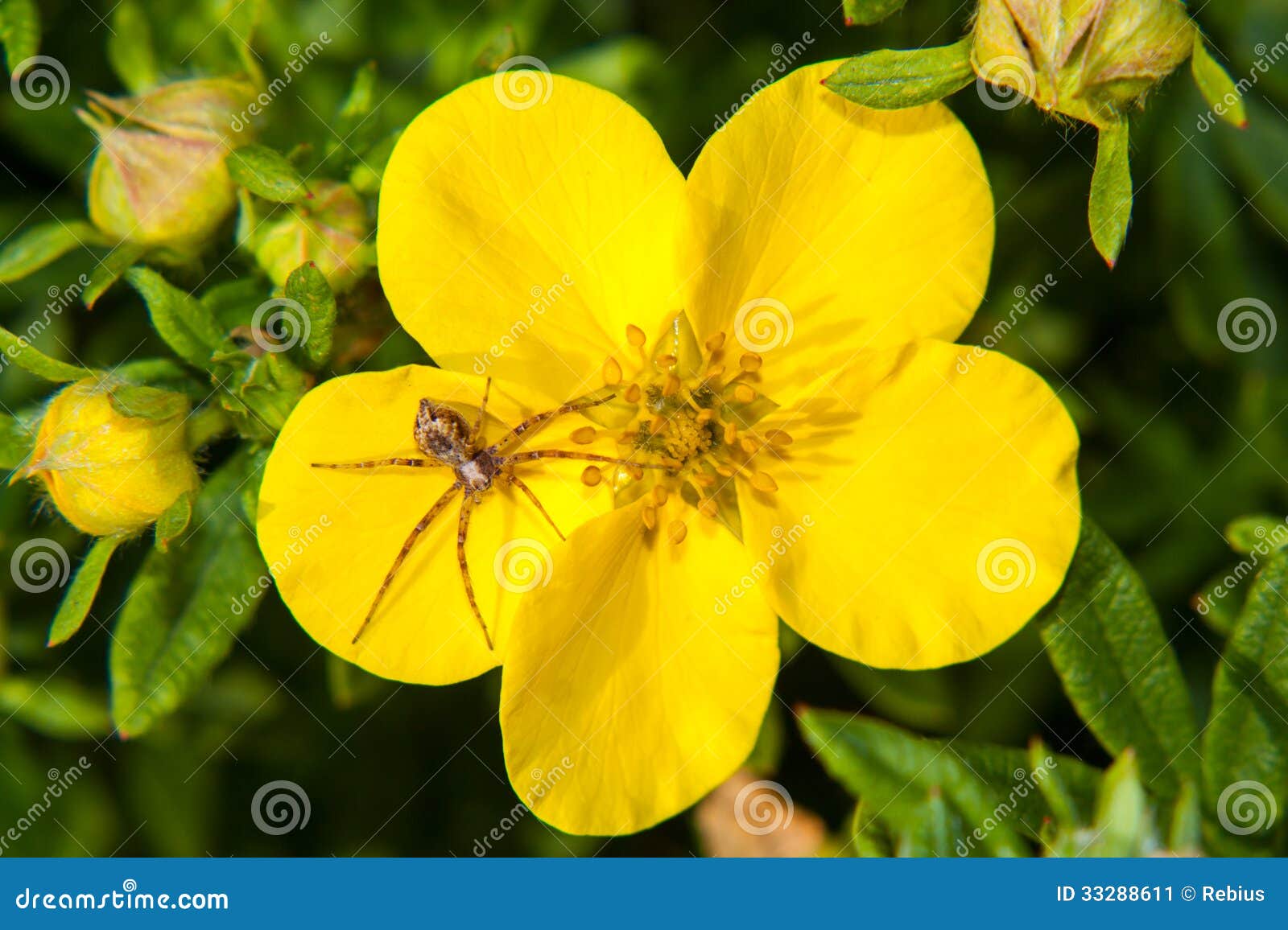 Spider stock image. Image of light, arachnoid, flower - 33288611