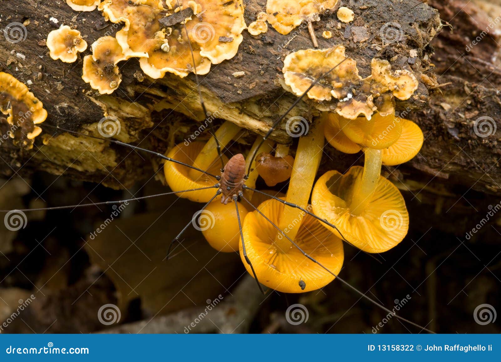 A Spider on Yellow Mushroom with Long Legs Stock Photo - Image of coast ...