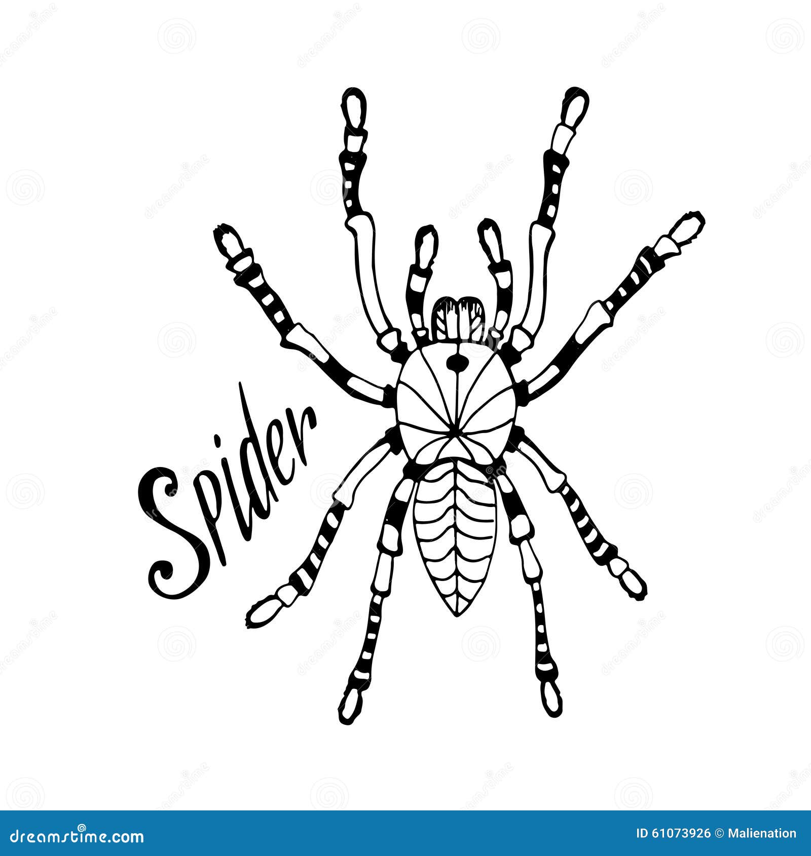 Spider in Zentangle Style. Vector Hand Drawn Doodle Sketch for Tattoo ...
