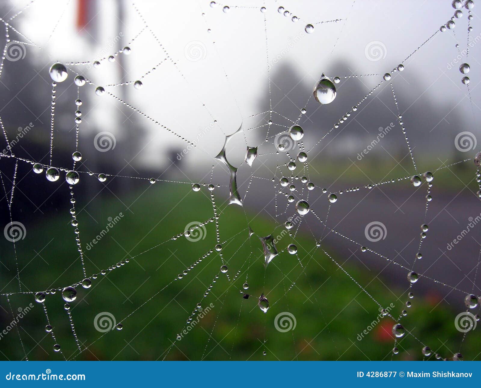 Spidernet stock image. Image of nature, detail, spider - 4286877