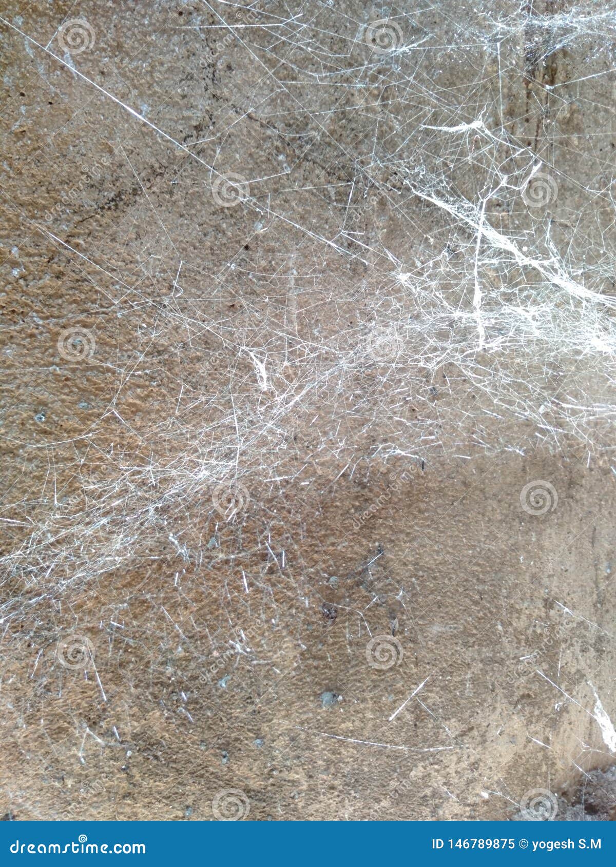 Spidernet Texture Stock Image | CartoonDealer.com #146789875
