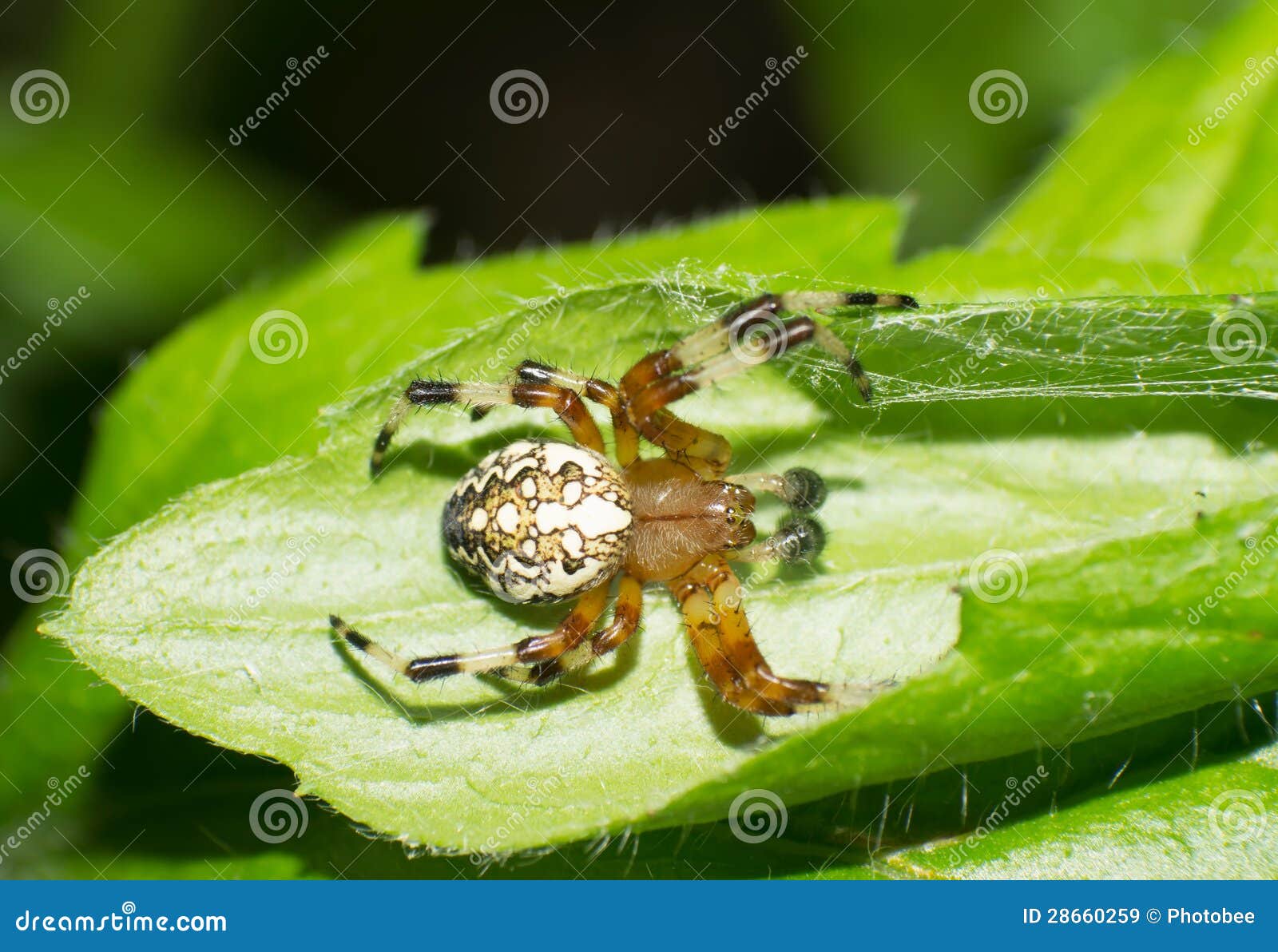 Spiders stock image. Image of closeup, creature, speckle - 28660259