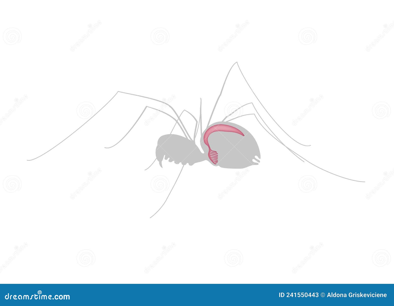 Respiratory System of a Spider Stock Illustration - Illustration of ...