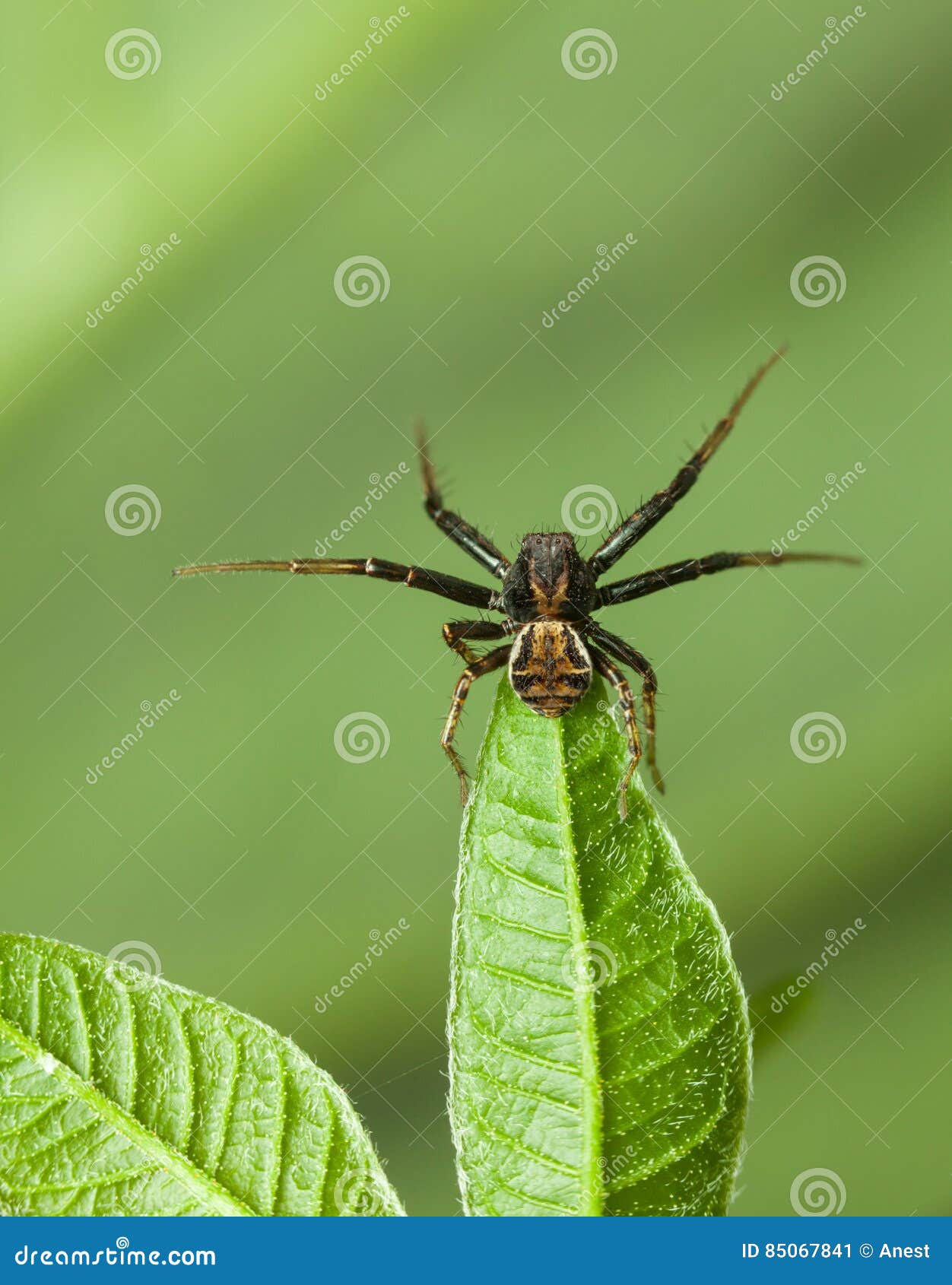 Spiders attack stock image. Image of brown, animal, arachnid - 85067841
