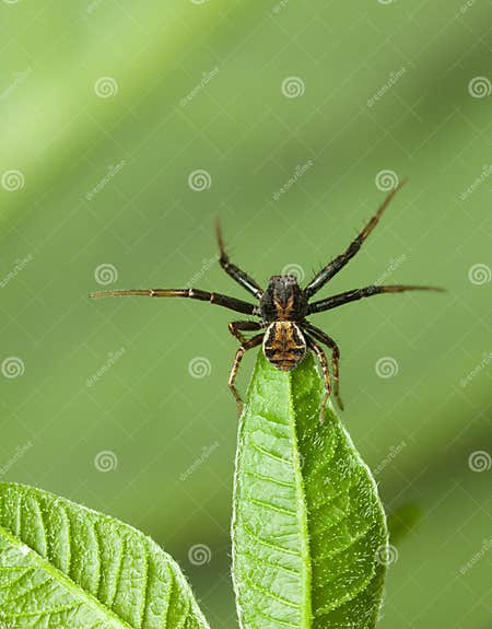 Spiders attack stock image. Image of brown, animal, arachnid - 85067841