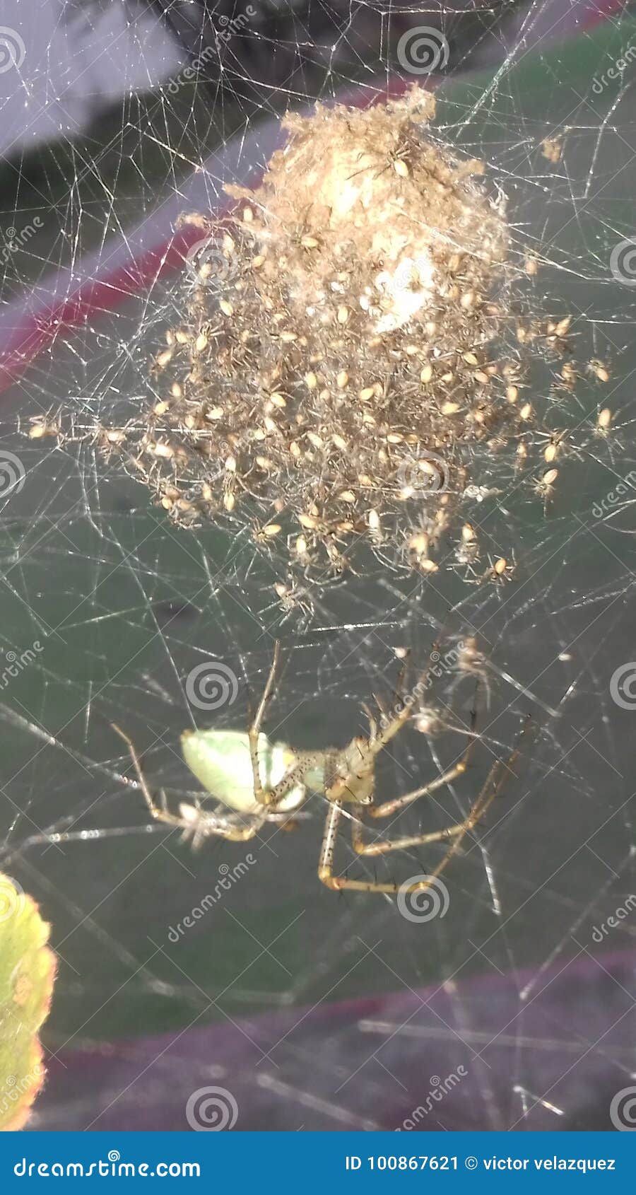 Spiders stock image. Image of bien, baby, insects, born - 100867621