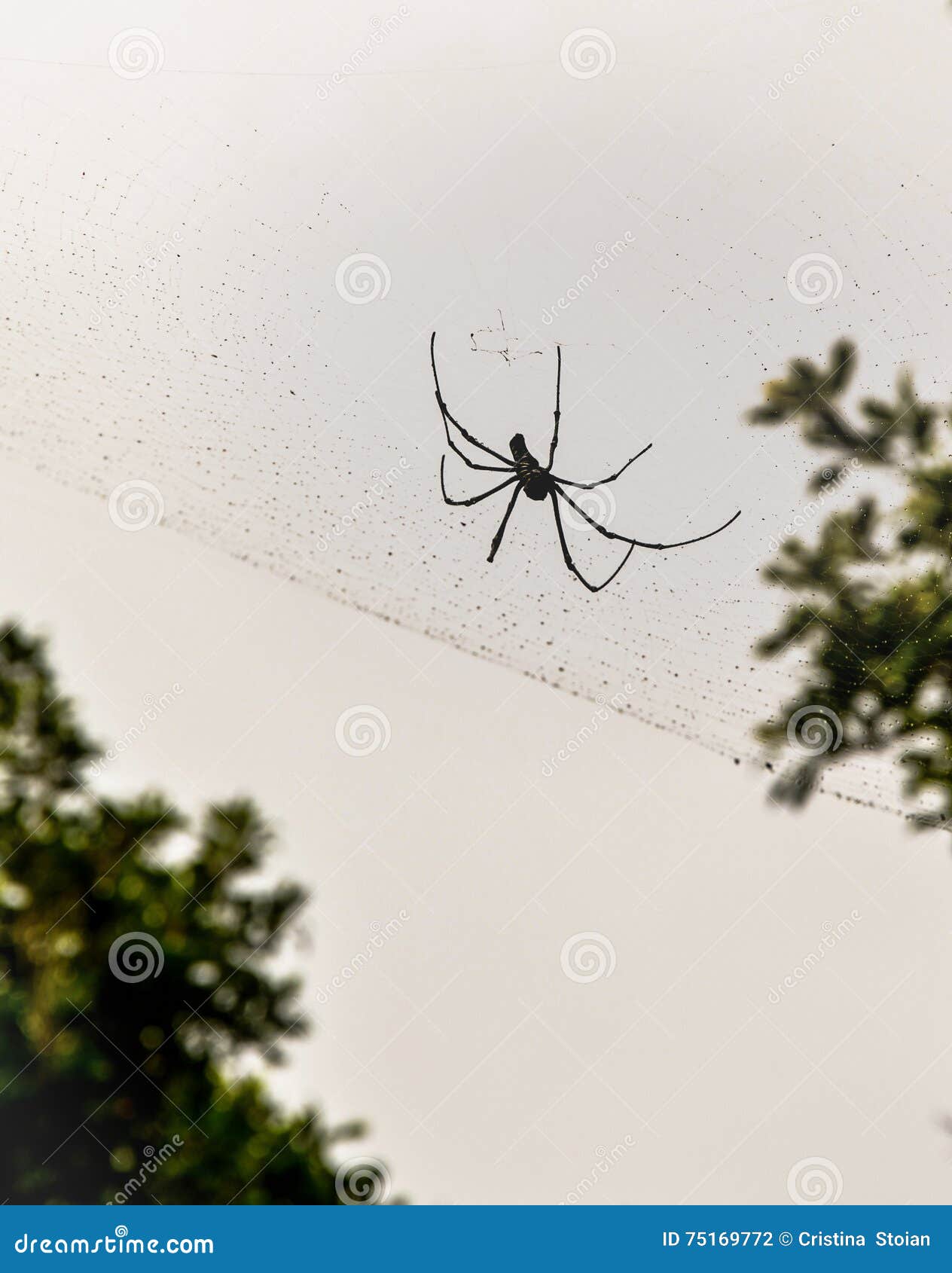 Spiders, Bali, Indonesia stock photo. Image of spiders - 75169772