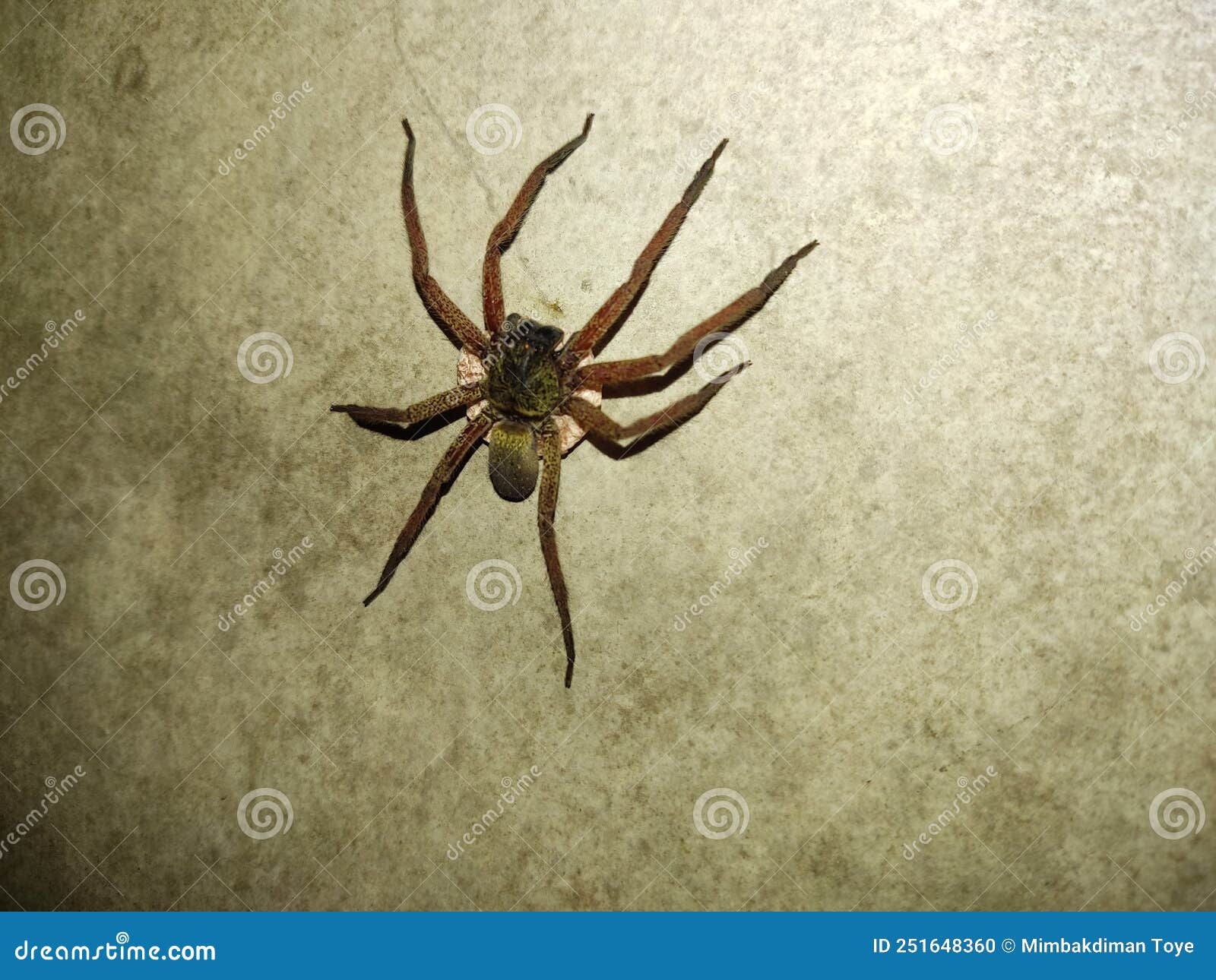 Spiders Bring Eggs Under His Stomach Stock Photo - Image of spiders ...