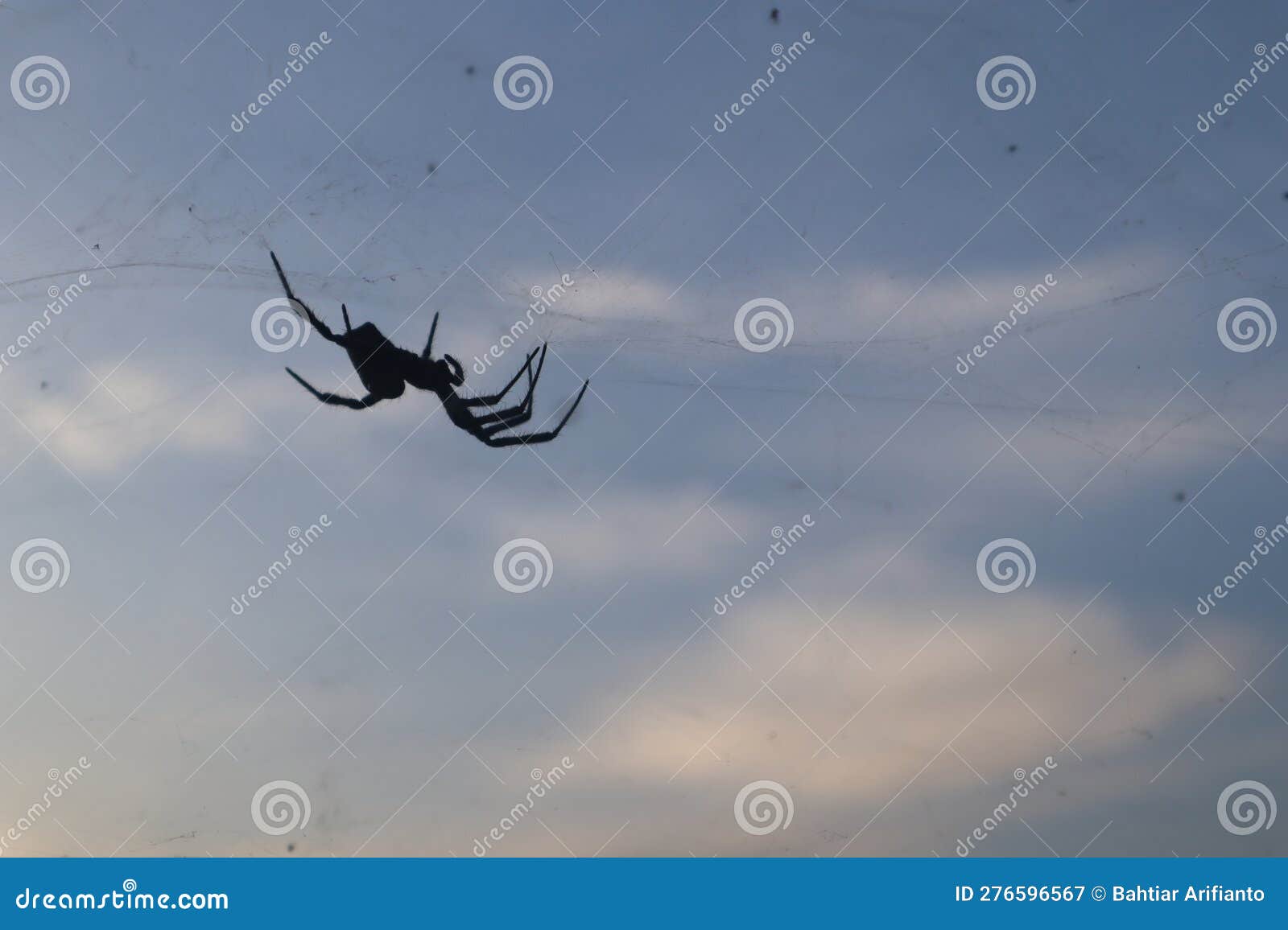 Spiders are building stock image. Image of wing, animal - 276596567