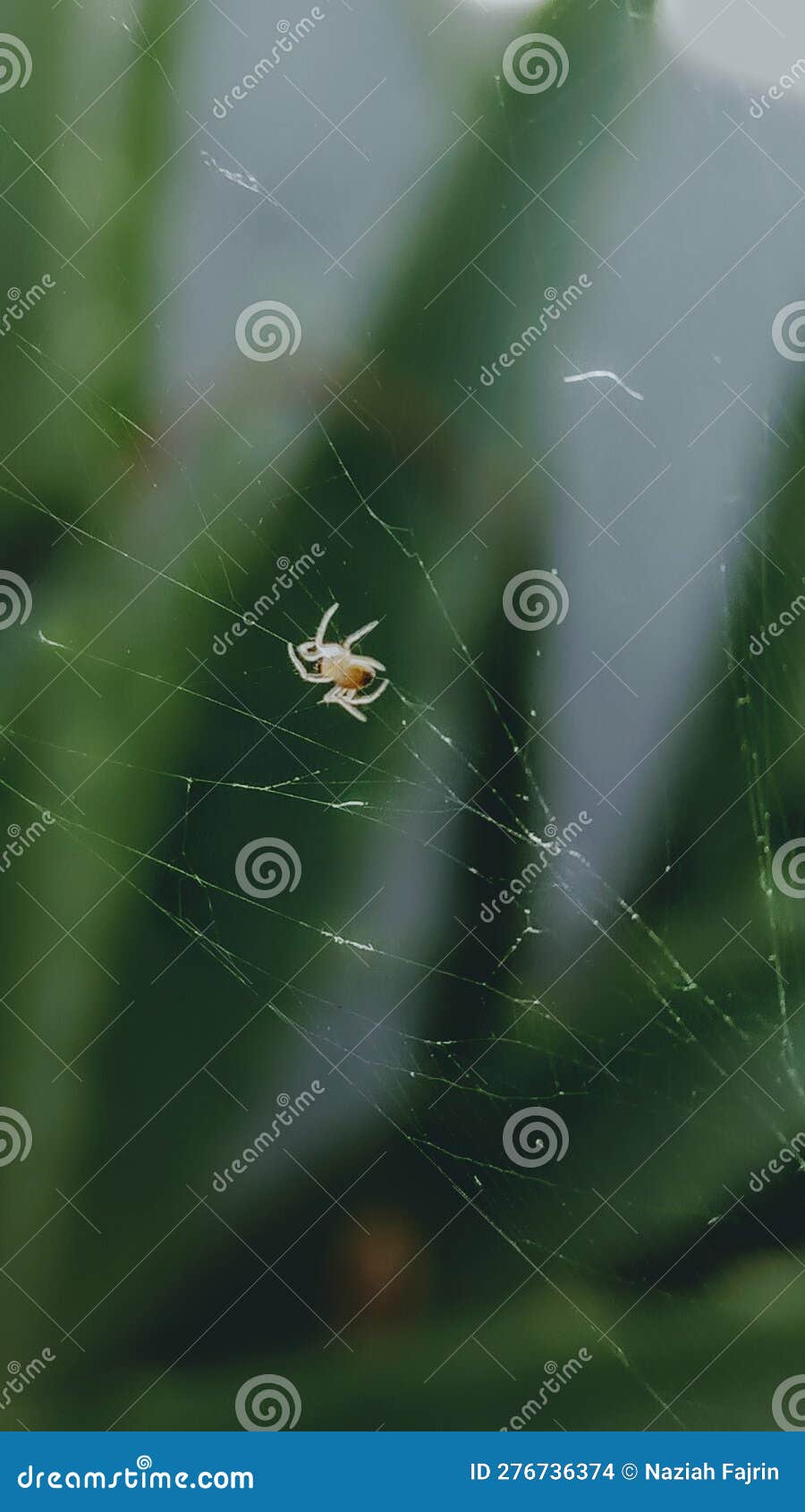 Spiders Caught on Camera Making Spider Webs Stock Photo - Image of ...