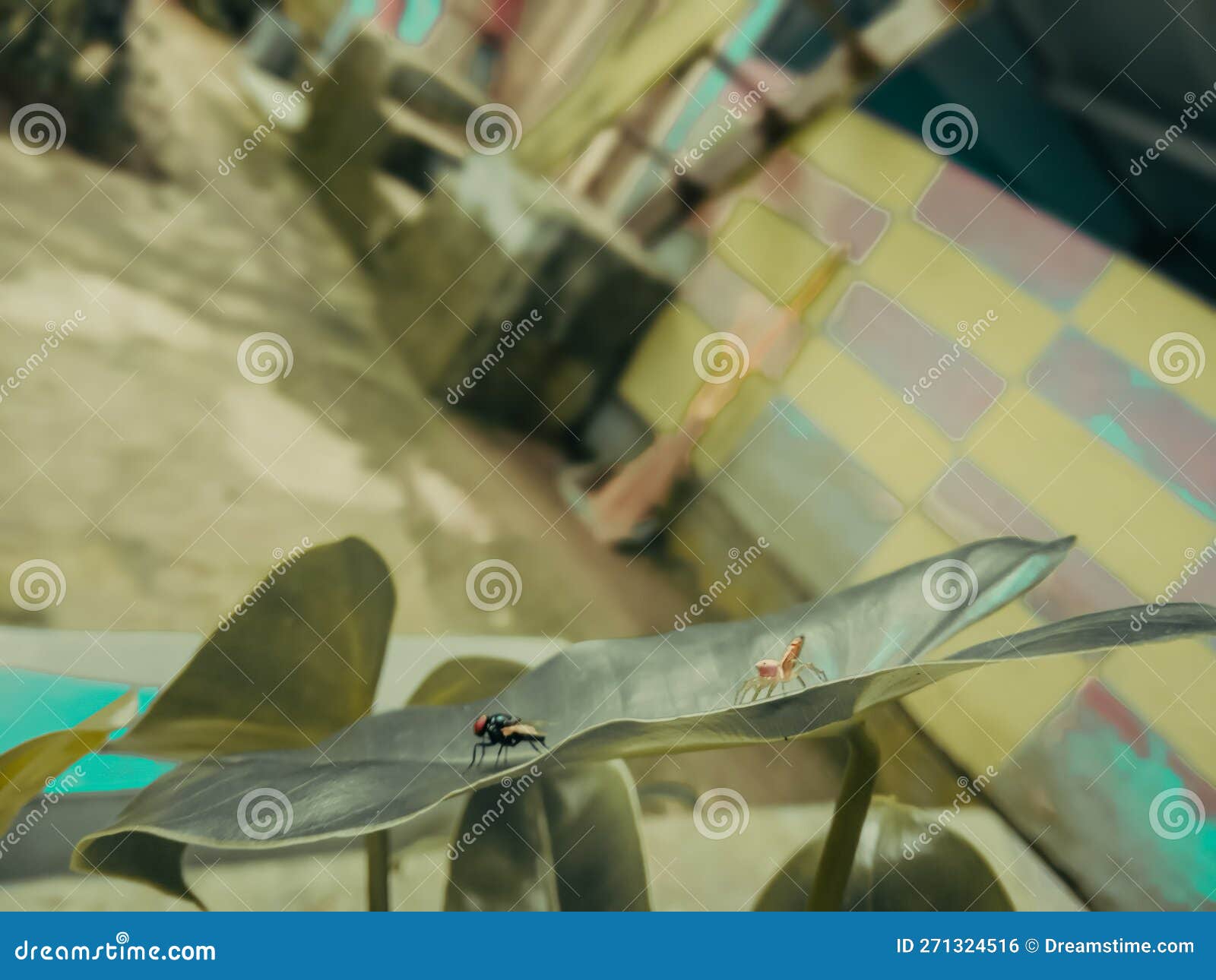 Spiders chasing flies stock photo. Image of chasing - 271324516