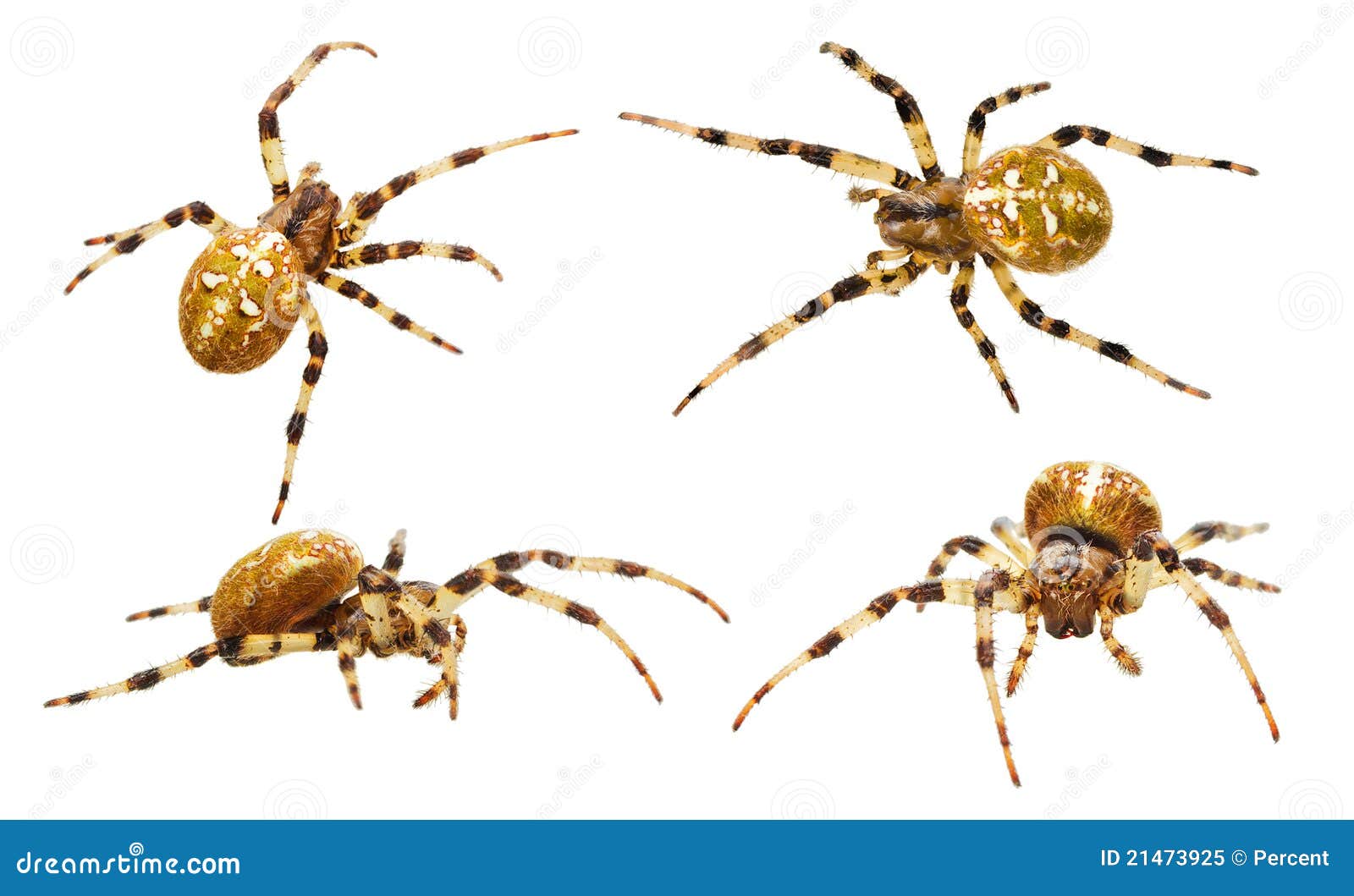 Spiders collection stock image. Image of house, hair - 21473925