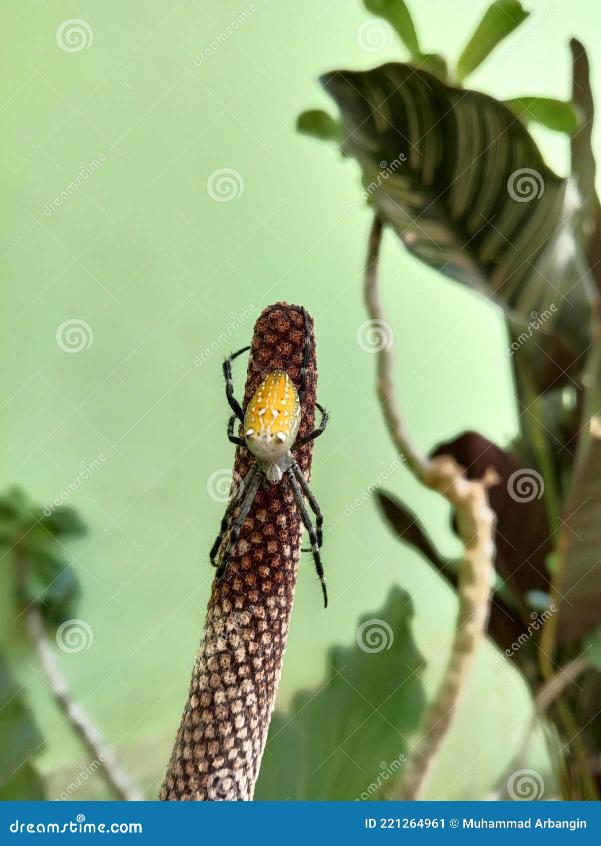 Spiders Crawl on Flower Stems To Build Spider Webs Stock Image - Image ...