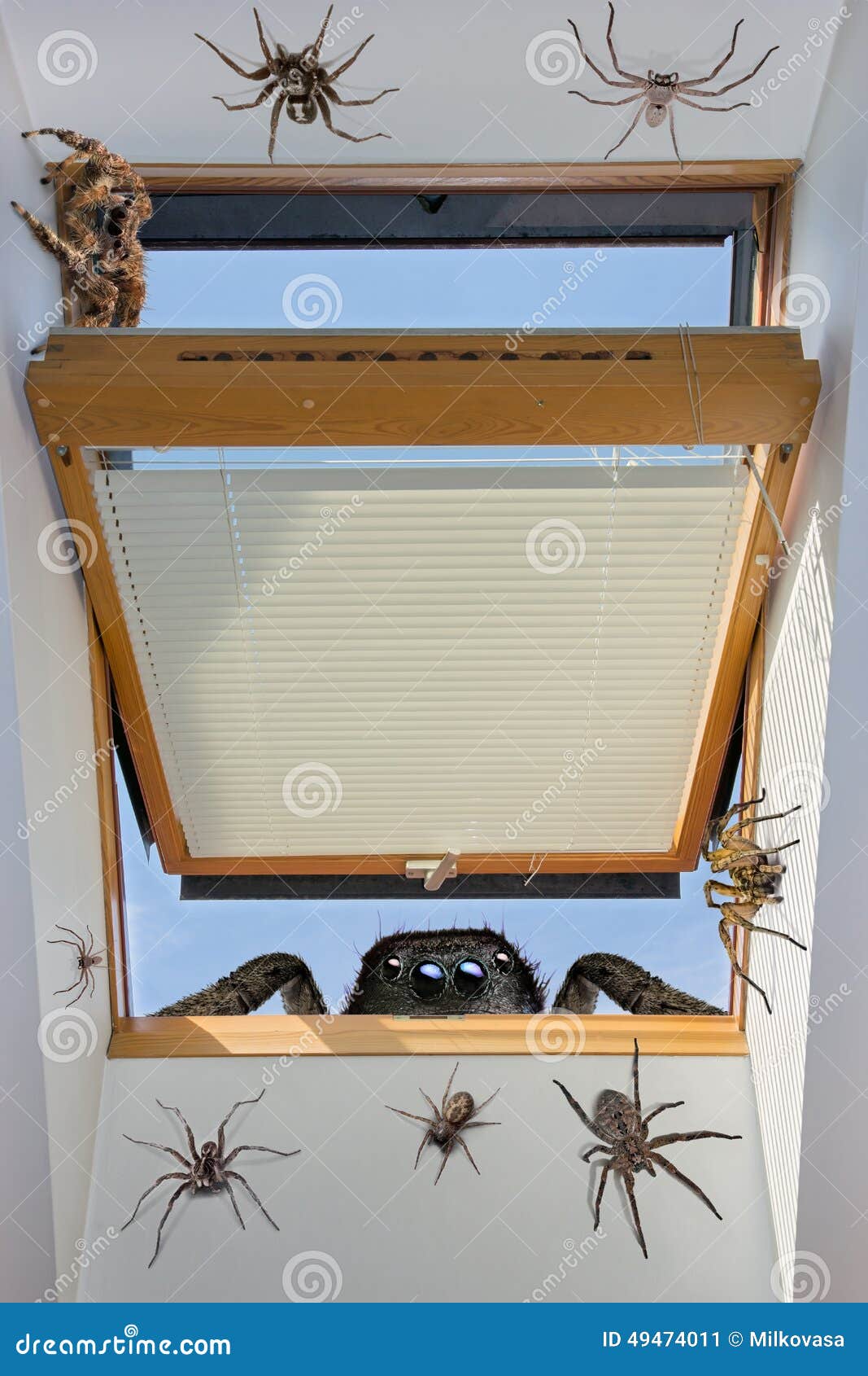Spiders Crawling through an Open Window Stock Image - Image of ...