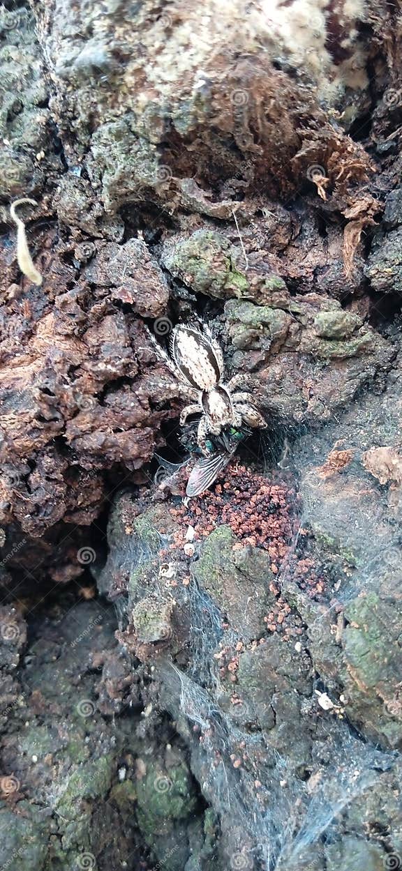 Spiders Crawling Up the Front of the House Stock Image - Image of ...