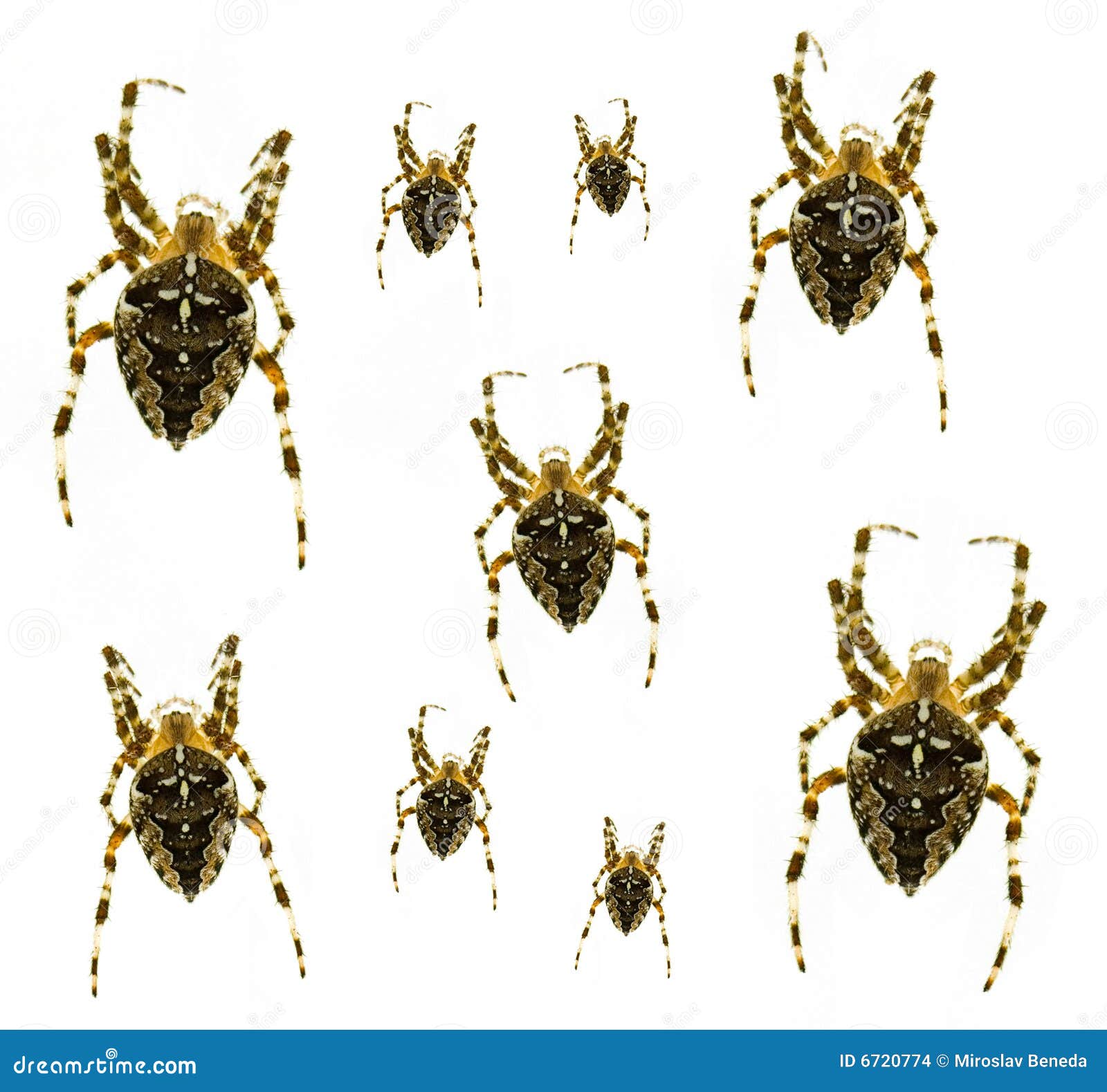 Spiders with a cross stock photo. Image of studio, animal - 6720774