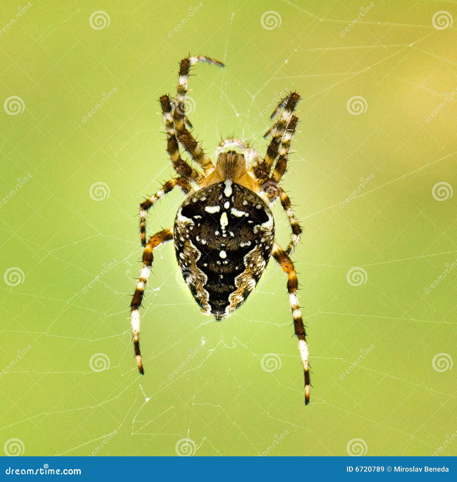 Spiders with a cross stock image. Image of iller, arachnophobia - 6720789