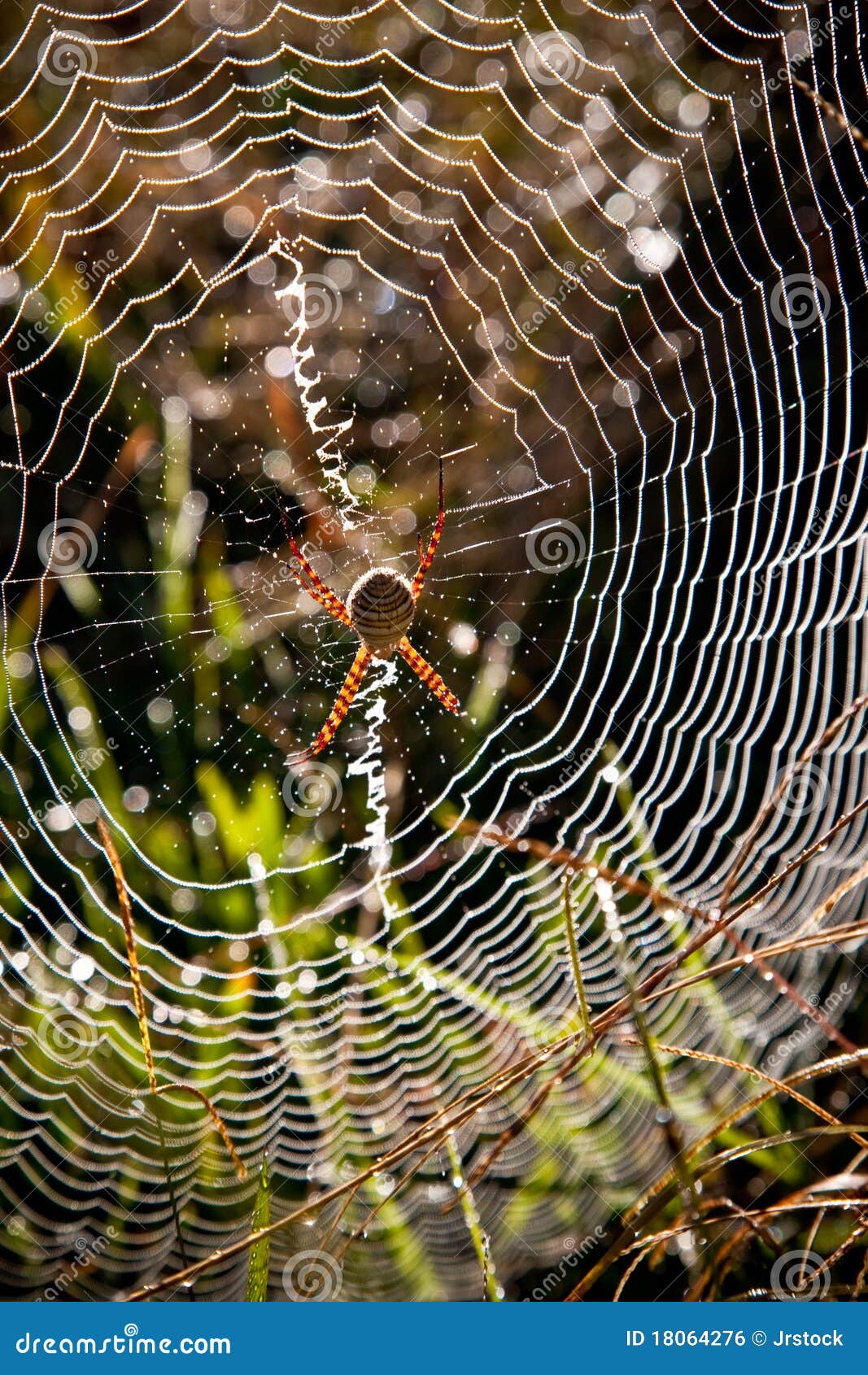 Spiders Den stock photo. Image of circle, nature, blade - 18064276