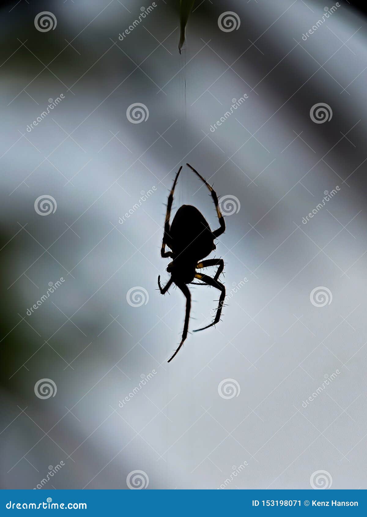Spiders depend on darkness stock image. Image of animal - 153198071