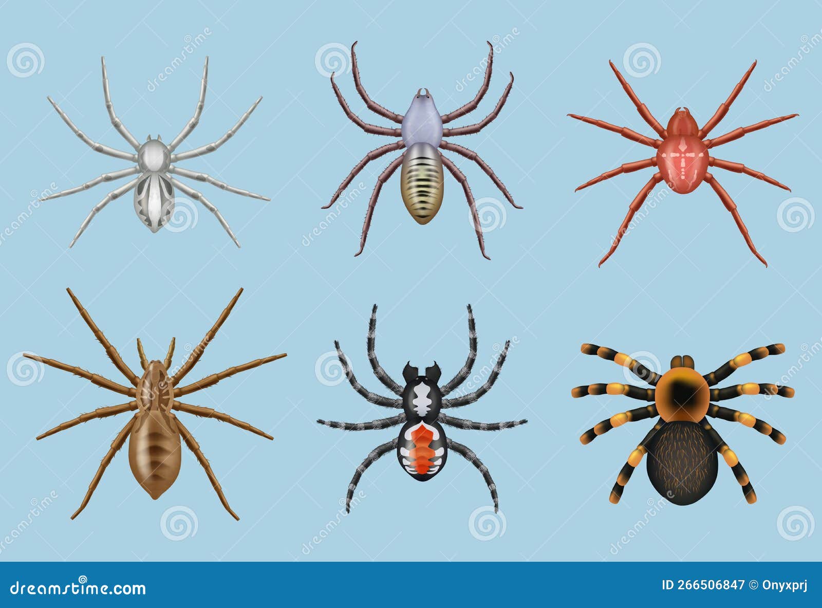 Spiders. Different Toxic Insects Decent Vector Realistic Top View ... Spiders. Different Toxic Insects Decent Vector Realistic Top View ...