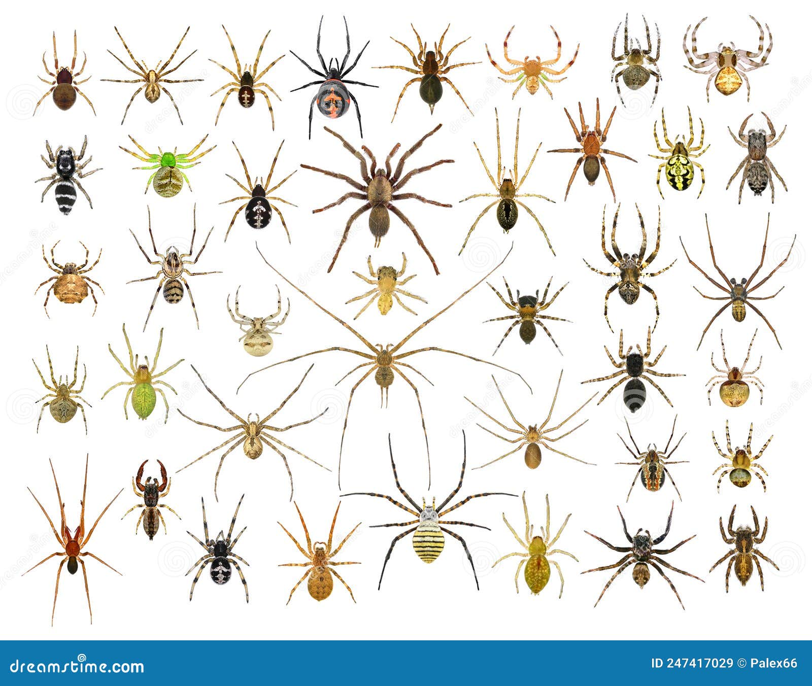Spiders. Diversity stock image. Image of legs, fauna - 247417029