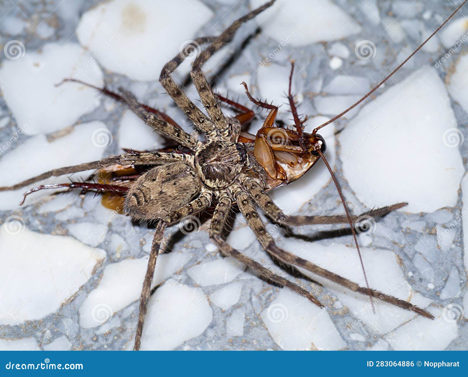 Spiders are Eating Cockroaches Stock Photo - Image of arachnid, insect ...