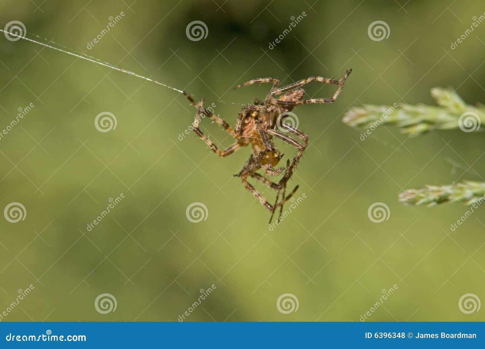 Spiders fighting stock photo. Image of tree, fight, life - 6396348